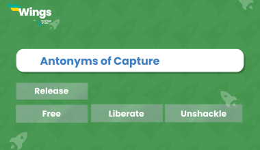 17+ Antonyms of Wisdom, Meaning and Examples